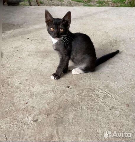 Кошки в добрые руки бесплатно 2 мальчика