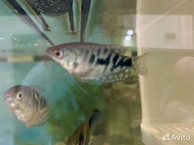 Рыба пятнистый гурами