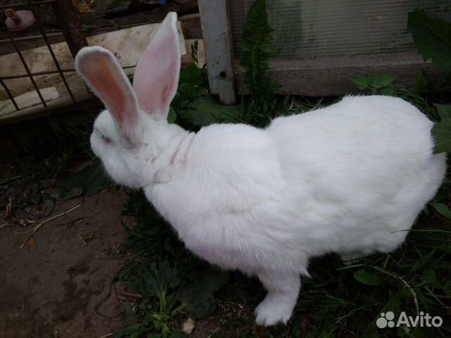 Крол белый великан самец для размножения