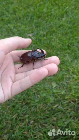 Жук-носорог