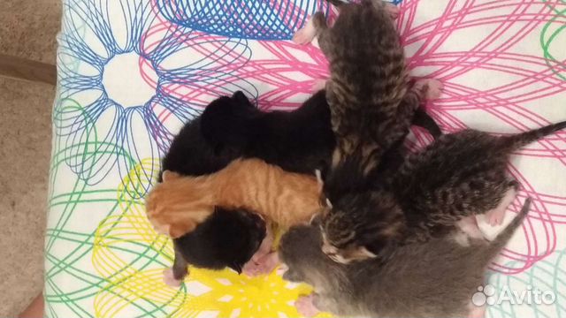 Котята в добрые руки