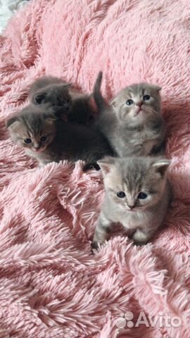 Котята породистые