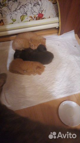 Отдам в добрые руки котят