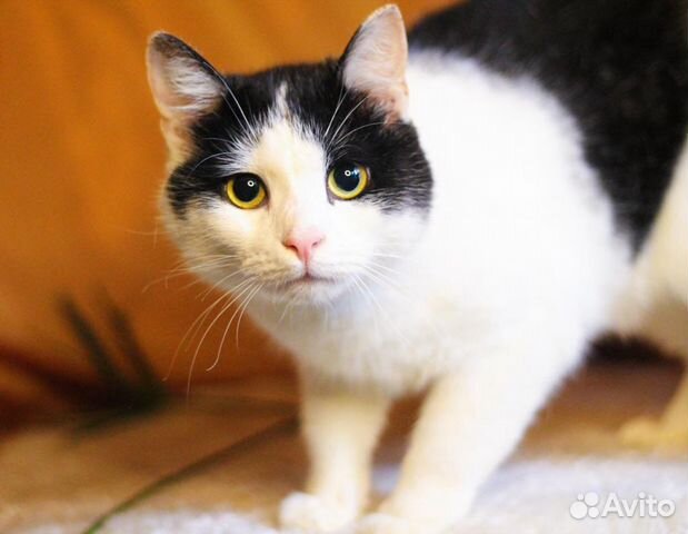 Филя милый котик