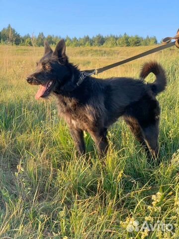 Собака Чернушка