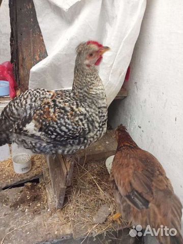 Петушки бентамки и др