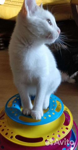 Котёнок Афина ищет дом