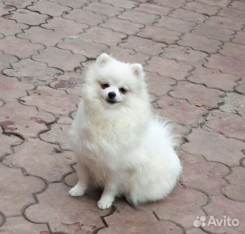 Шпиц