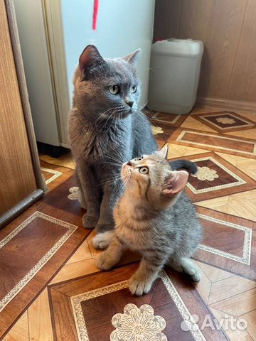 Шотландские прямоухие котята