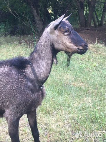 Коза дойная молочная