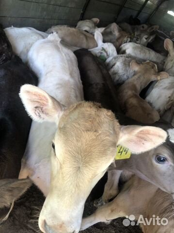 Телки швицкой породы