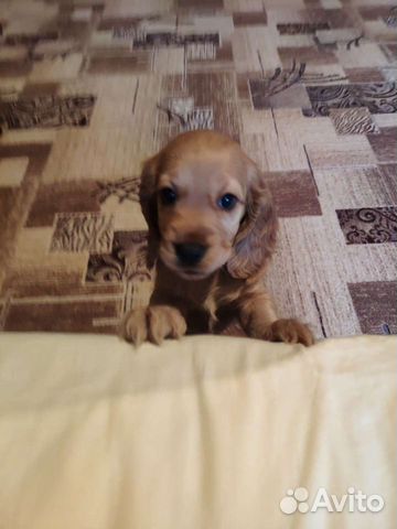 Кокер спаниель девочка 2 месяца
