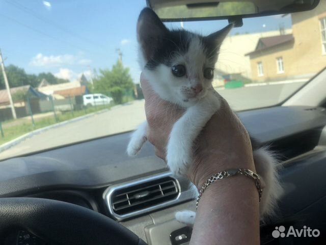 Котята 3 недели помогите найти дом умоляю