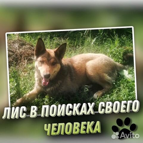 Лис в поисках дома