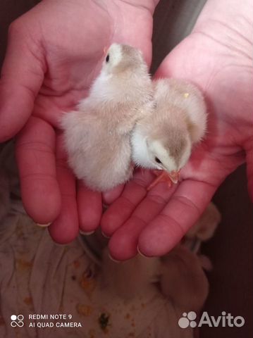 Цыплята цесарки