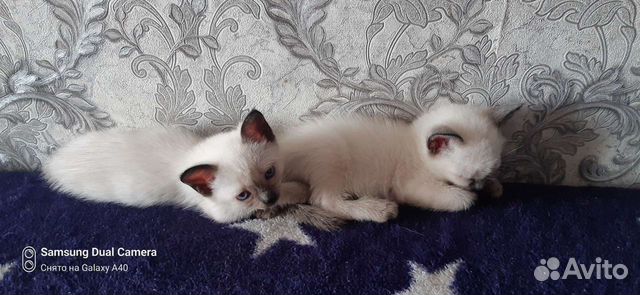 Кошки