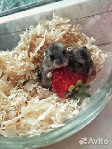 Джунгарский хомяк бесплатно