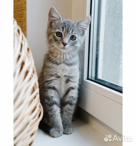 Мурсия - или просто Муся - ищет дом