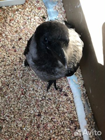 Вороненок Алексей ищет дом