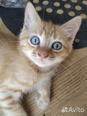 Рыжий котенок в добрые руки