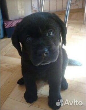 Щенок лабрадора, чёрный