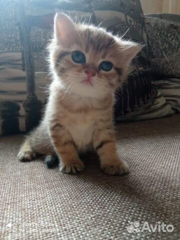 Котята золотая шиншилла