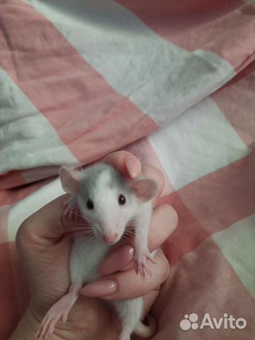 Крыса домашняя ручная
