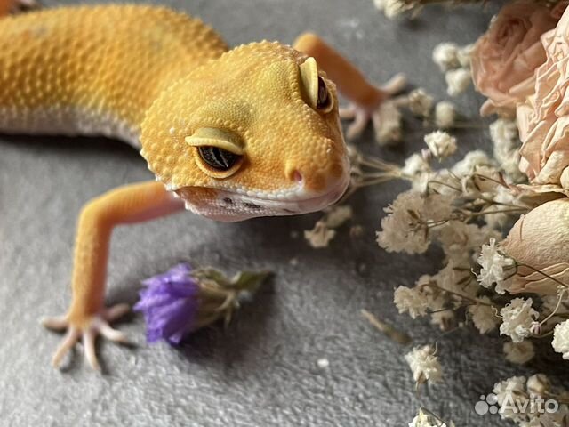 Взрослая самка эублефара