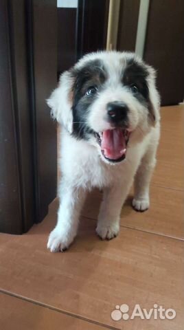 Милый спокойный щенок мальчик 1.5 мес