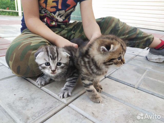 Шотландская вислоухая кошка