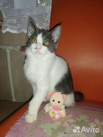 Кошка