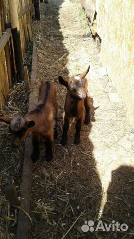 Чешские козлята