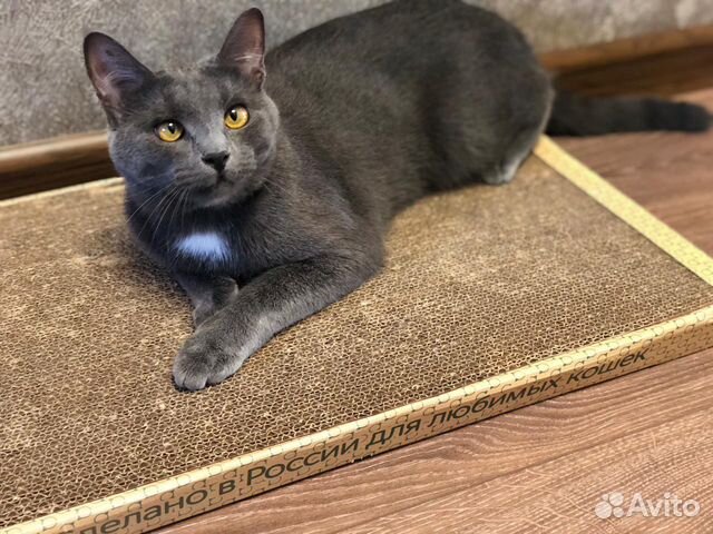 Косоглазый котенок ищет добрые руки
