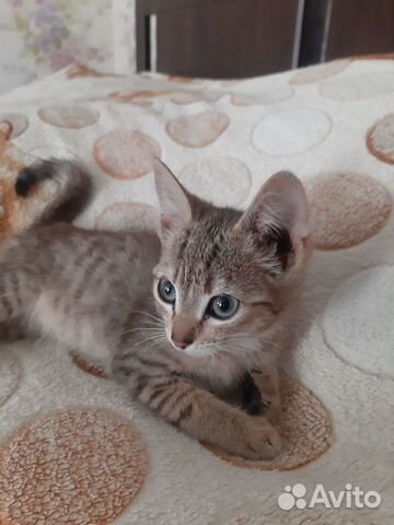 Найден котенок(кот)
