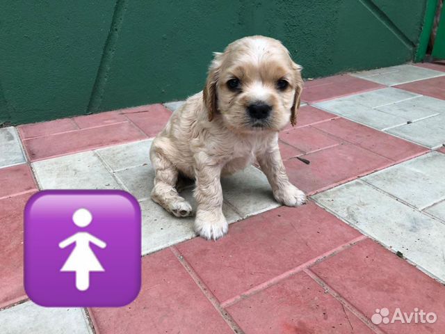 Щенки американского кокер спаниеля