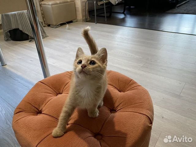 Котёнок девочка