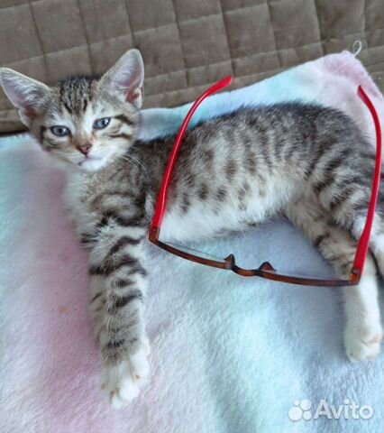 Серо-полосатый котенок девочка Маня