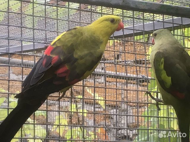Горные попугаи (пара)