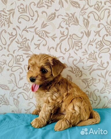 Голдаст йорк мальчик