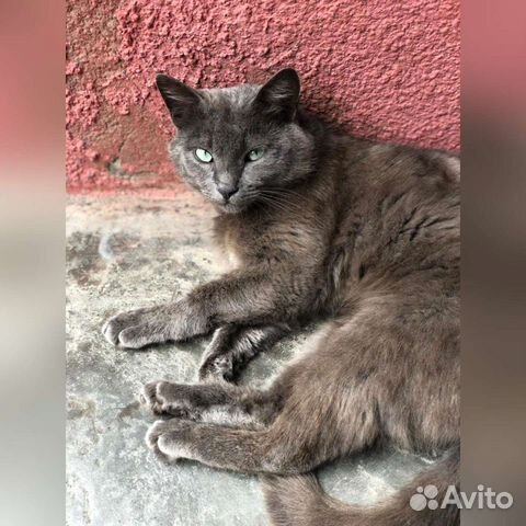 Русская голубая котик, молодой, в добрые руки