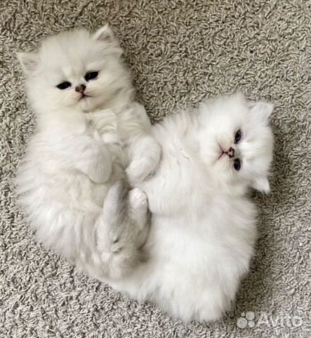 Британские котята
