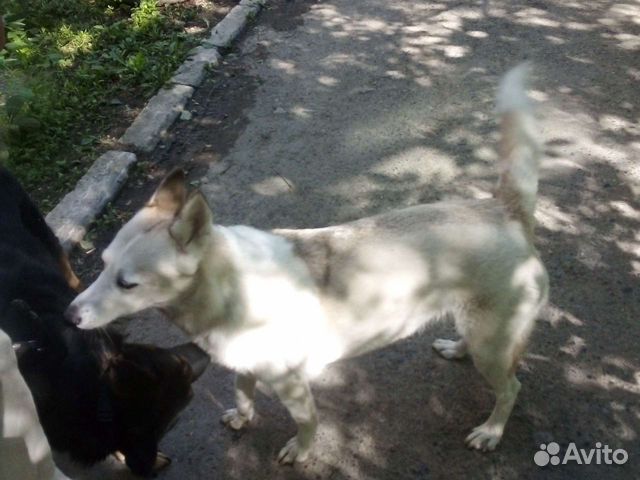 У нас во дворе появилась, чья-то потеряшка