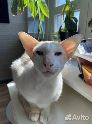 Ориентальная