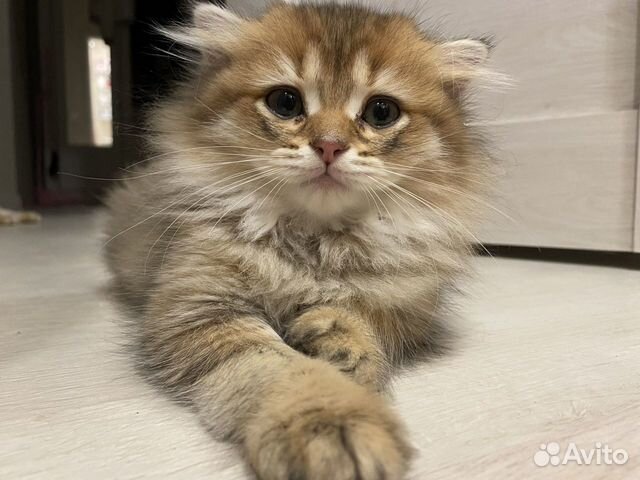 Британская шиншилла