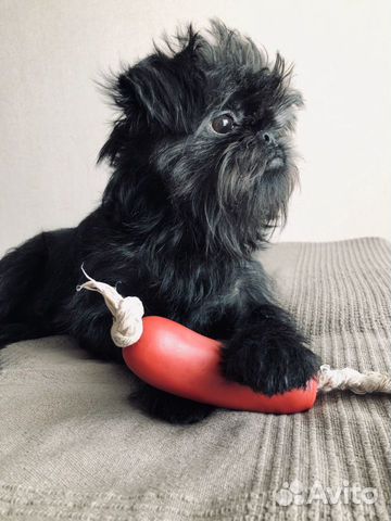 Бельгийский гриффон вязка