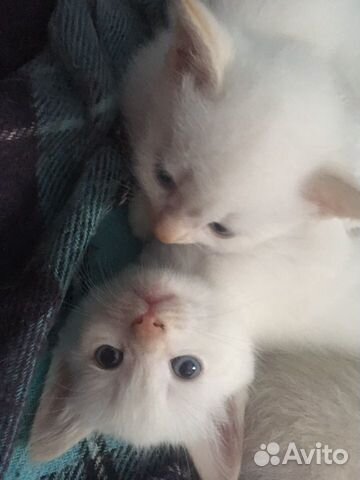 Невская маскарадная