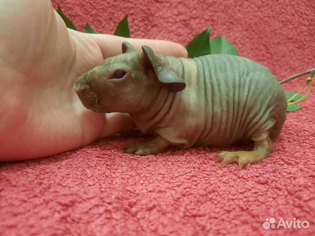 Шоколадная девочка скинни