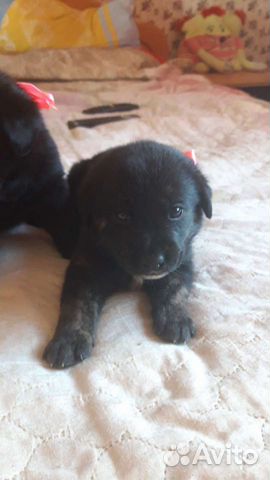 Щенки лабрадора