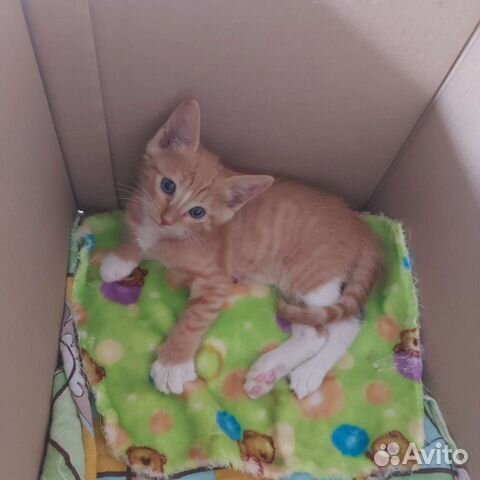 Котенок-спасёныш в дар