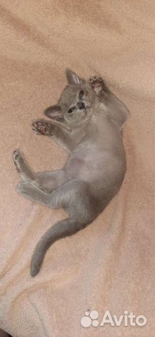 Европейская бурма с родословной